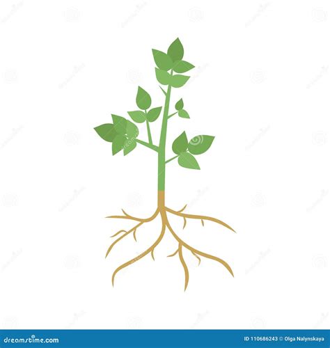 Plant Sprout Vector