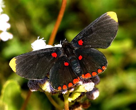 Red Bordered Pixie Melanis Pixe 10 27 2015 National Bu Flickr