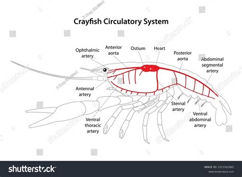 Crayfish Circulatory System White Background Stock Vector Royalty Free