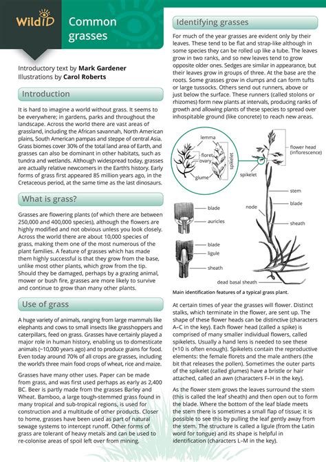 Common Grasses Meadow In My Garden