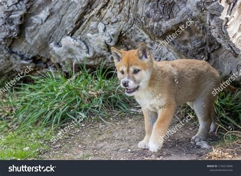 Cute Dingo Puppies