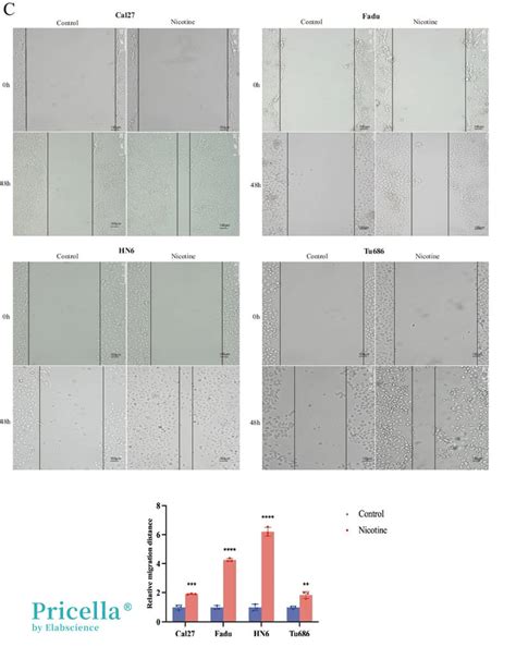 Cell Scratch Assay Unveiling The Secrets Of Cell Migration