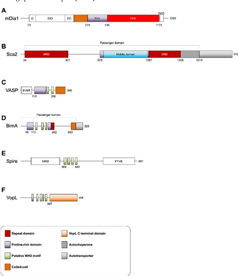 Figure 1 From Functional Mimicry Of Eukaryotic Actin Assembly By