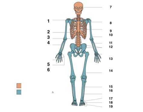 Human Skeleton Split Into Axial And Appendicular — Printable Worksheet