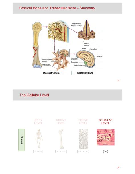 Cortical Bone And Trabecular Bone Summary Bone Embryonic Formation And Growth In Immature