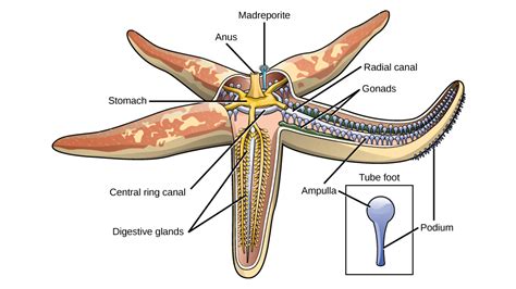 Sea Star Water Vascular System