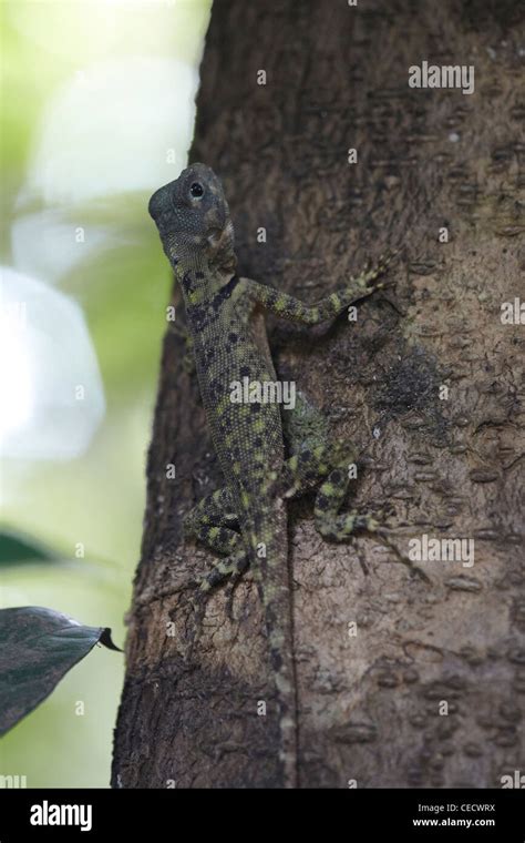 Guyana Collared Lizard At Ryder Krichauff Blog