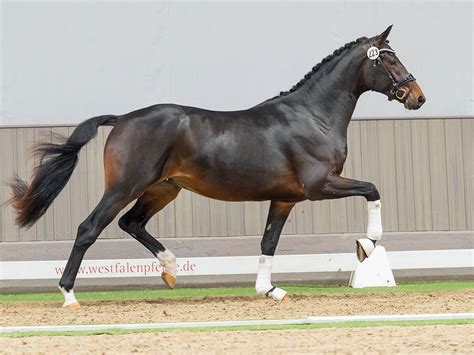 Total Mclaren Lord Loxley By Total Mclaren Lord Loxley Horse24