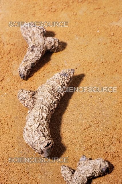 Tumeric Root Stock Image Science Source Images