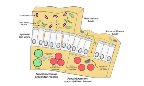 The Presence Of Bacteria F Prausnitzii In The Gut Maintains The