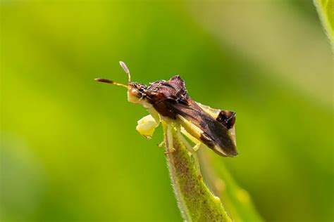 Small Clawed Insect Phymata Bugguidenet