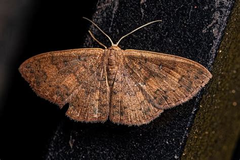 Premium Photo Adult Geometer Moth