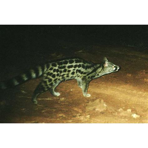 Генетты Genetta Lifecatalog