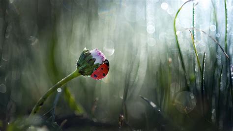 1221716 Hd Ladybug Stuck Rare Gallery Hd Wallpapers