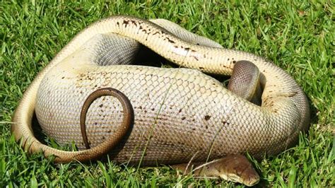 Charlie The 3m Python Eats Himself Into A Christmas Food Coma Nt News