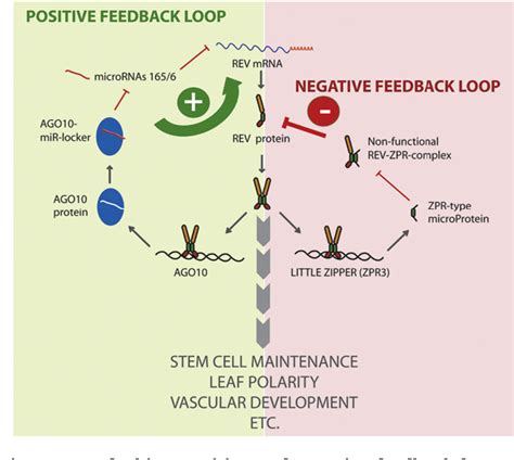 Positive Feedback Loop Homeostasis
