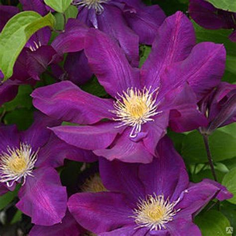 Акция: Клематис гибридный Лех Качинский(Clematis hybriden Lech ...