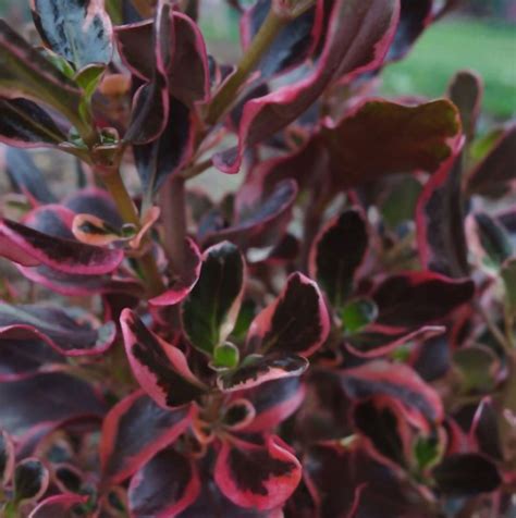 Coprosma Pacific Sunset