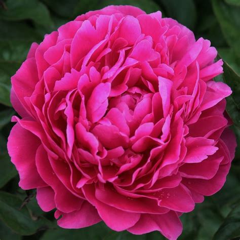 The North American Peony Catalog 2025 Hollingsworth Peonies