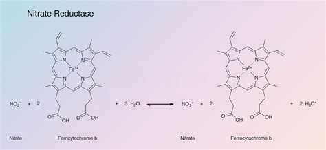 Nitrate Reductase Worthington Enzyme Manual Worthington Biochemical