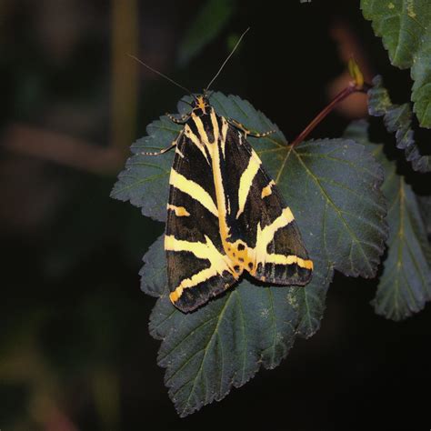 Nigel Brewer Nigelbrewerlife • Instagram Photos And Videos