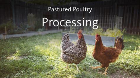 Pastured Poultry Production Small Scale Poultry Processing Center