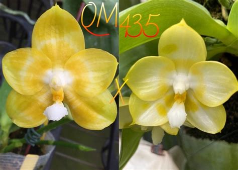 Phal Yaphon Christmas Super Yellow X Yaphon Lover Orchibias