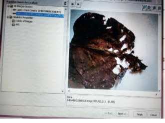 Pest Detection On Leafs Using Robot And Processing Labview CustomWritings