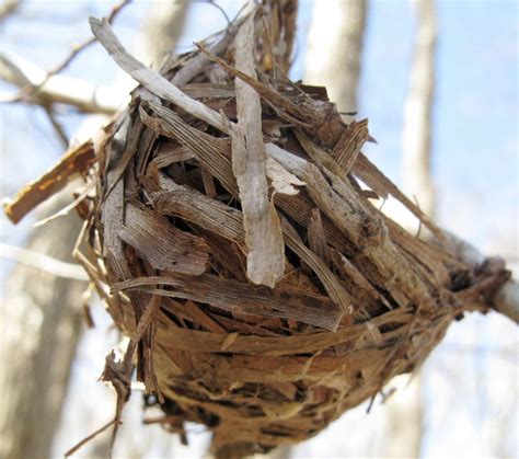 The Ball Of Leaves In Your Tree Is Probably Not A Bird Nest Complete Gardening