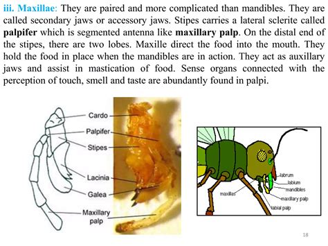 Types Of Insect Mouthparts Pptx
