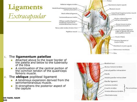 Types Classification Of Knee Dislocation Rxharun