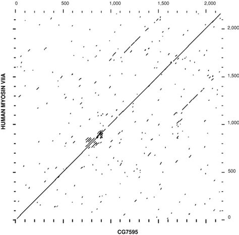 Dot Matrix Comparison Of Myosin Viia Homologues Two Fly Homologues