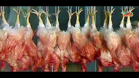 How Do Chicken Processing Plant Work At William Trusty Blog