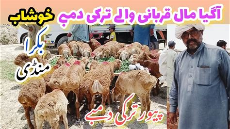 Turkey Dumbe Turkish Sheep Chakki Wale Dumbe Best Dumba Collection