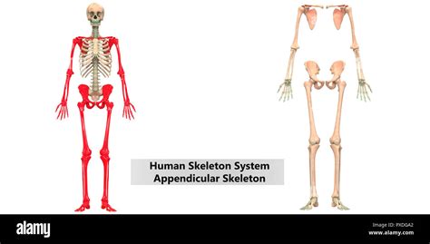 Scheletro Umano Appendicular Del Sistema E Dello Scheletro Assiale