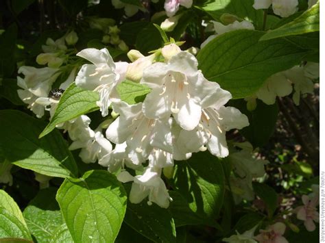 Вейгела: садовые формы, особенности выращивания