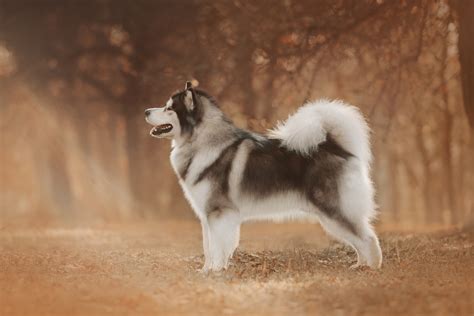 Alaskan Malamute Alle Informationen über Die Rasse