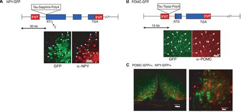 Generation Of Npy Sapphire Gfp And Pomc Topaz Gfp Transgenic Mice Download Scientific
