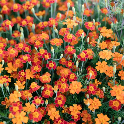 Marigold Red Gem Floret Library