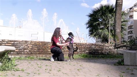 Día De La Mamá Perruna Un Sentimiento Real