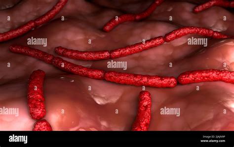 Conceptual Biomedical Illustration Of Streptobacillus Moniliformis