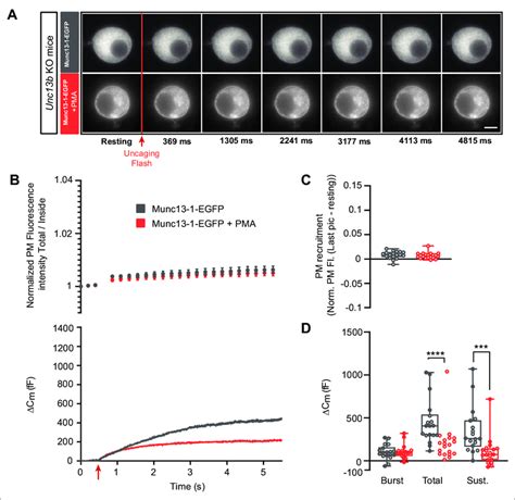 Munc13 1 Dependent Secretion Is Inhibited By Phorbolester In The Download Scientific Diagram