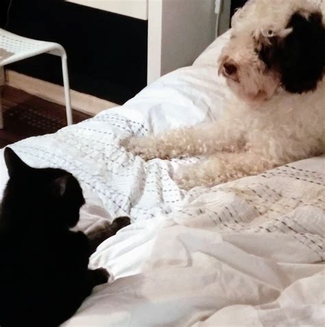 Cockapoo Temperament 19 Cockapoo Questions Answered Cockapoo Pride