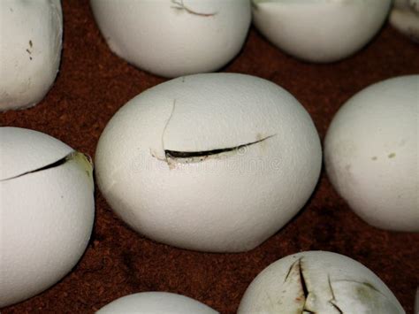 Burmese Python Python Bivittatus Stock Image Image Of Hatching