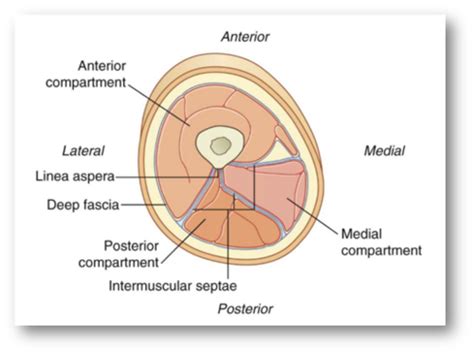 Gaii Medial Adductor Compartment Of The Thigh Flashcards Quizlet