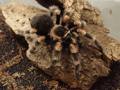 Bug Bytes Old World Vs New World Tarantulas Montana Public Radio