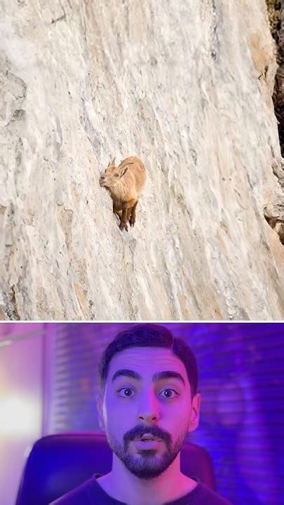 بزهای کوهی چجوری از سخره ها بالا میرن⁉️🤔 Shorts Youtube