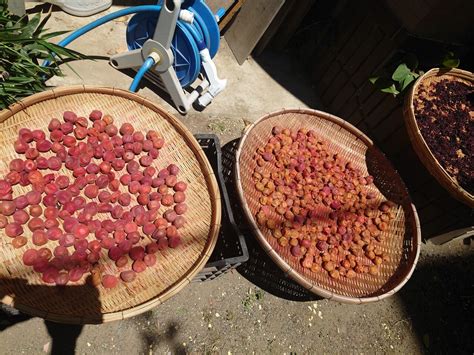 梅干し いんえいらいさん