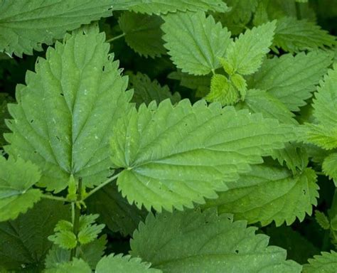 9 तरह के ऐसे साग जिनको खाया जाता है जानें आप भी इनके बारे में Know