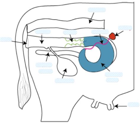 Reproductive Track Diagram Quizlet